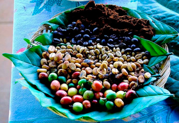 Как растет кофе